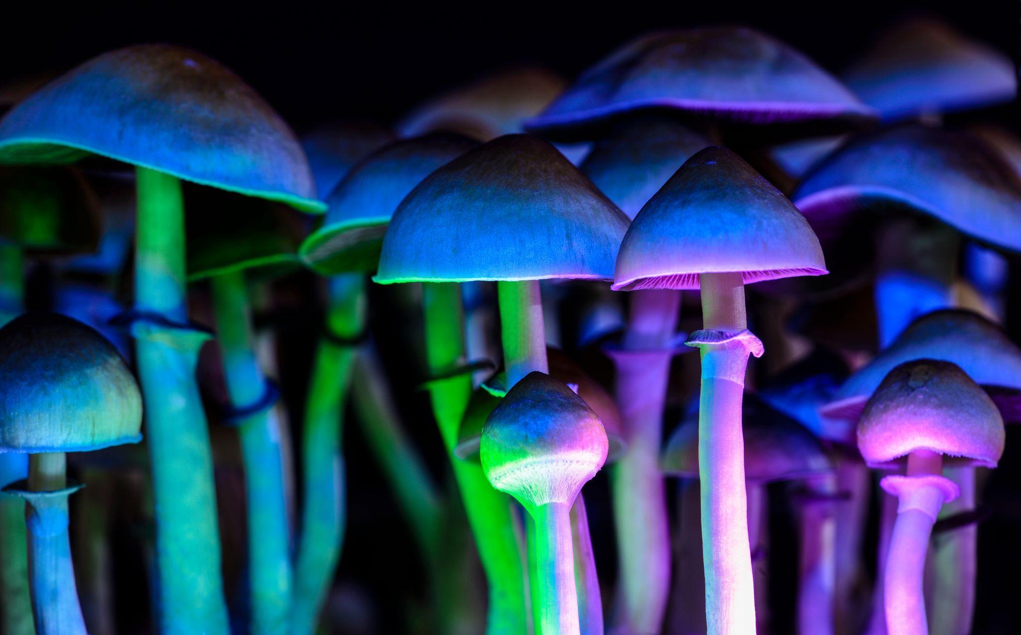 Psychedelic Mushrooms: Magic Mushrooms Explained | Yellowstone Recovery